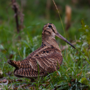 Skovsneppe (Scolopax rusticola)