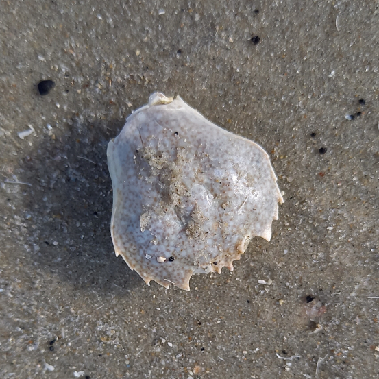 Pennant's swimming crab carapace (Portumnus latipes (Carapax))
