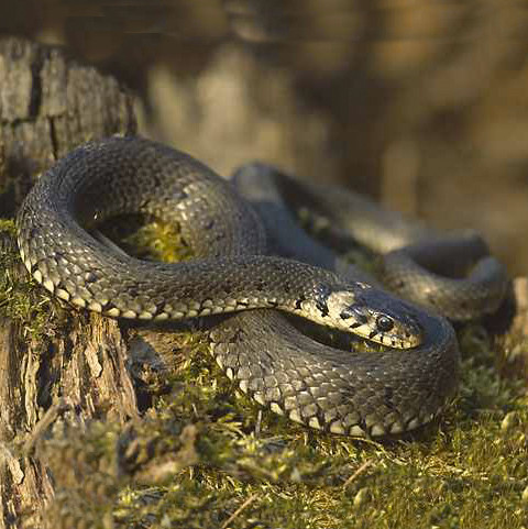 Ringelnatter (Natrix natrix)