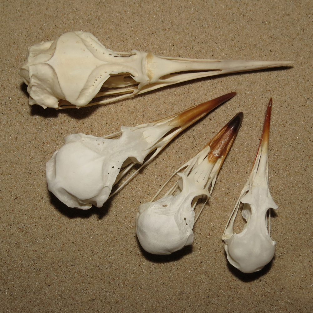Bird s Skulls Bird s Skulls