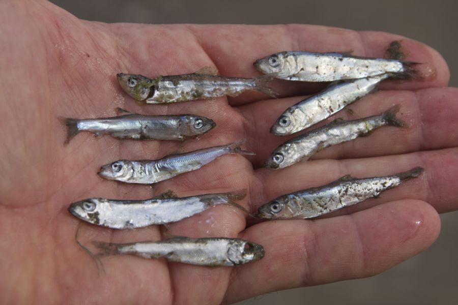 Hering (Clupea harengus) Hering (Clupea harengus)