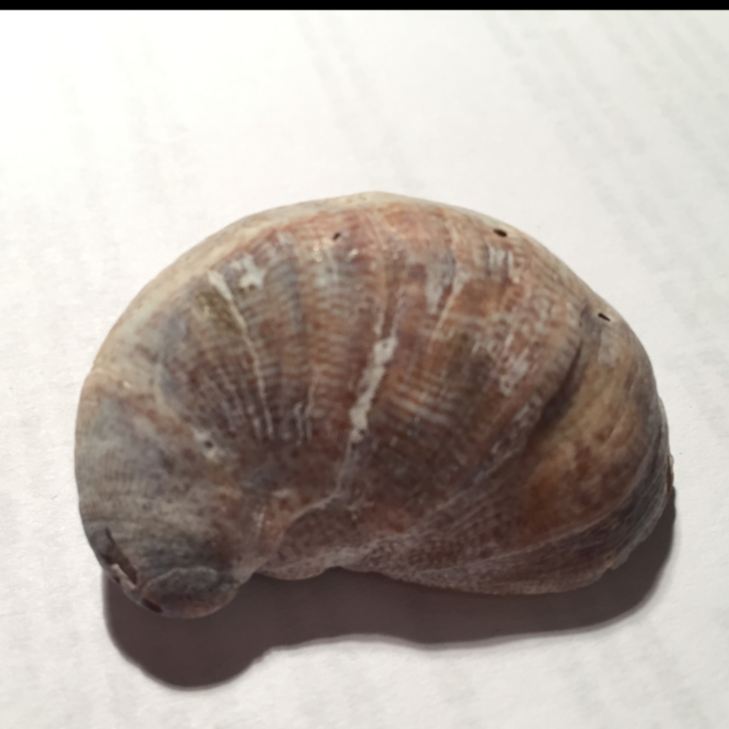 Pantoffelschnecke (Crepidula fornicata) Pantoffelschnecke (Crepidula fornicata)