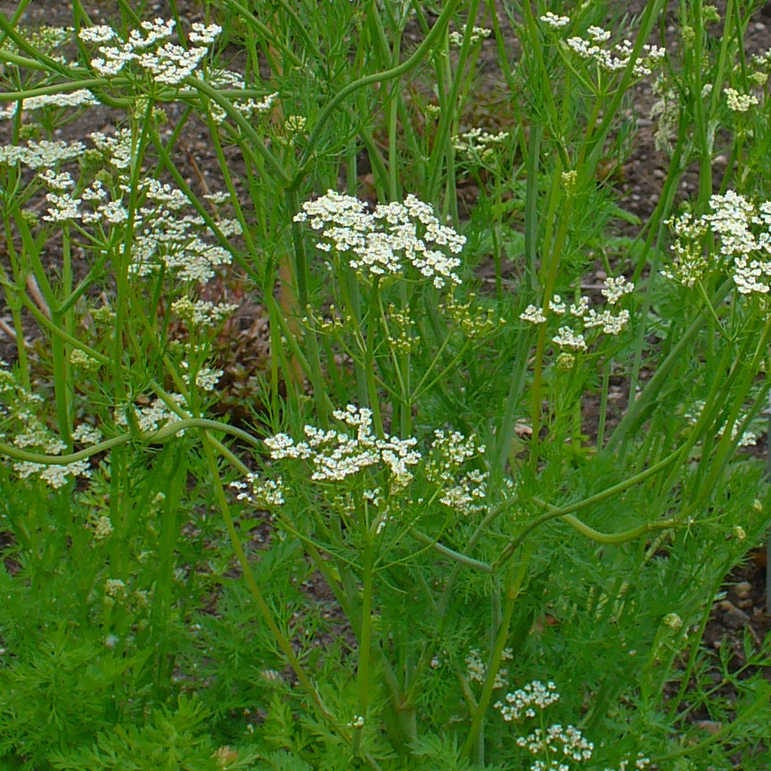 Wiesenkümmel (Carum carvi)